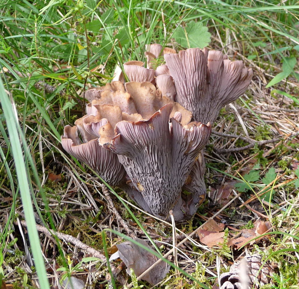 FunghiMania | Cantharellus clavatus