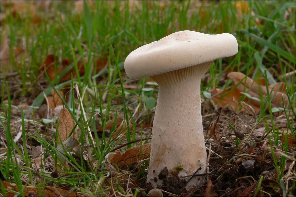FunghiMania | Clitocybe geotropa