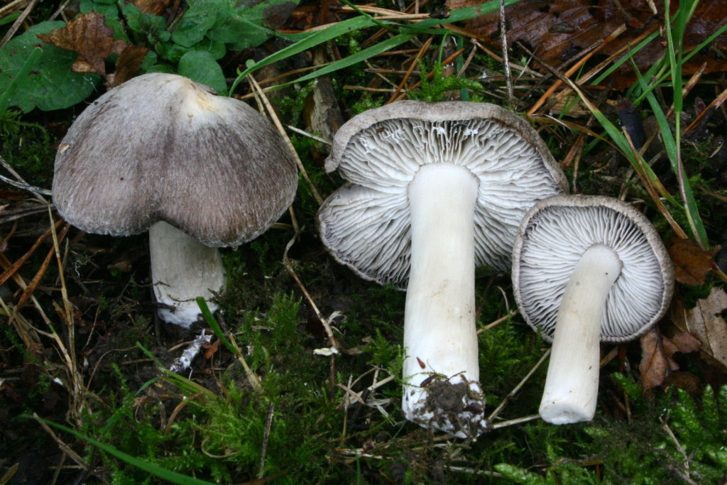 FunghiMania | Tricholoma terreum