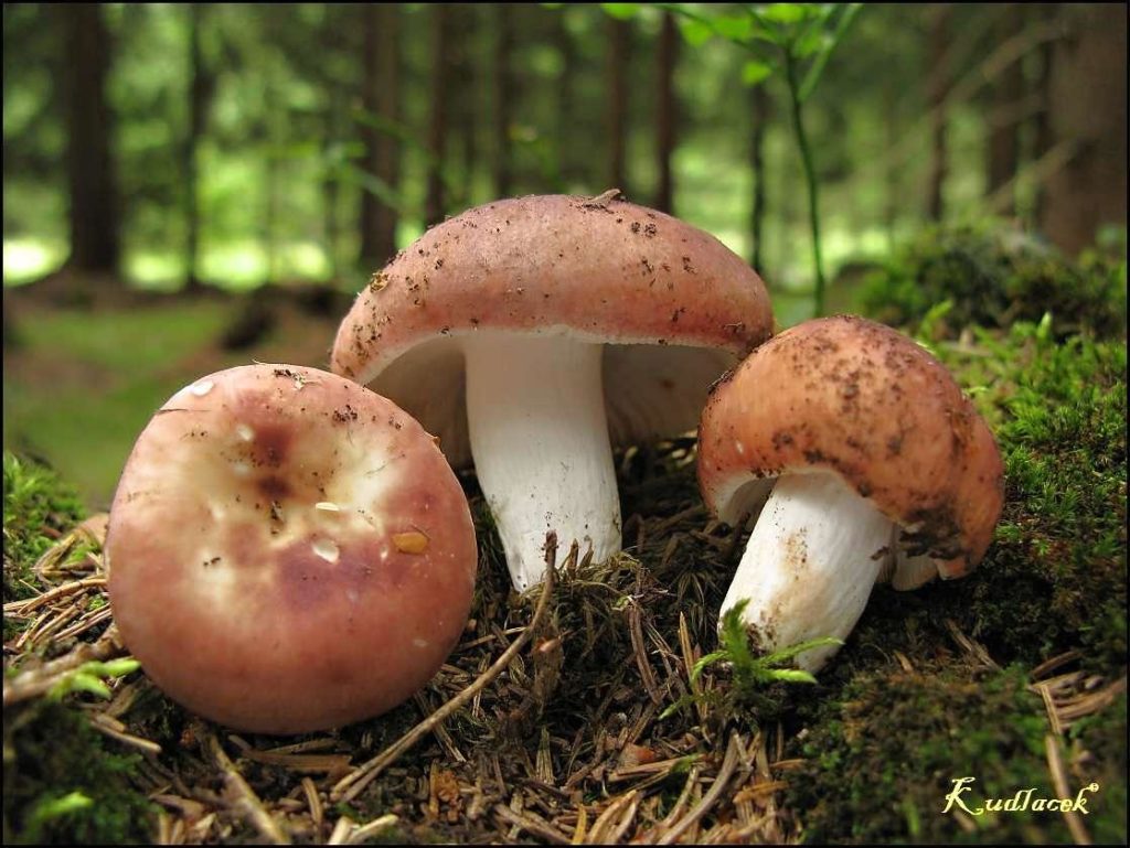FunghiMania | Russula vesca